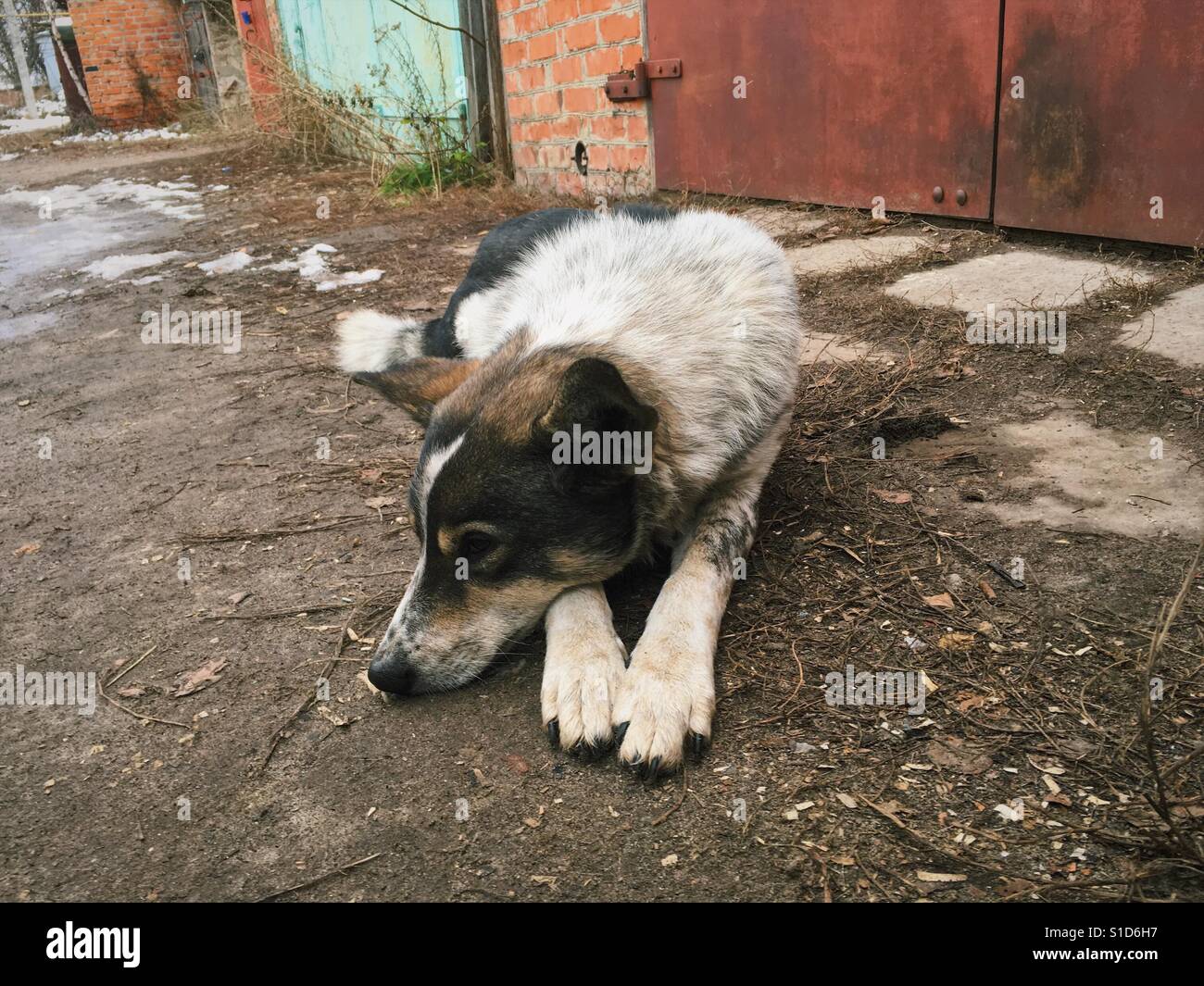 What Breed Is Stray Dog