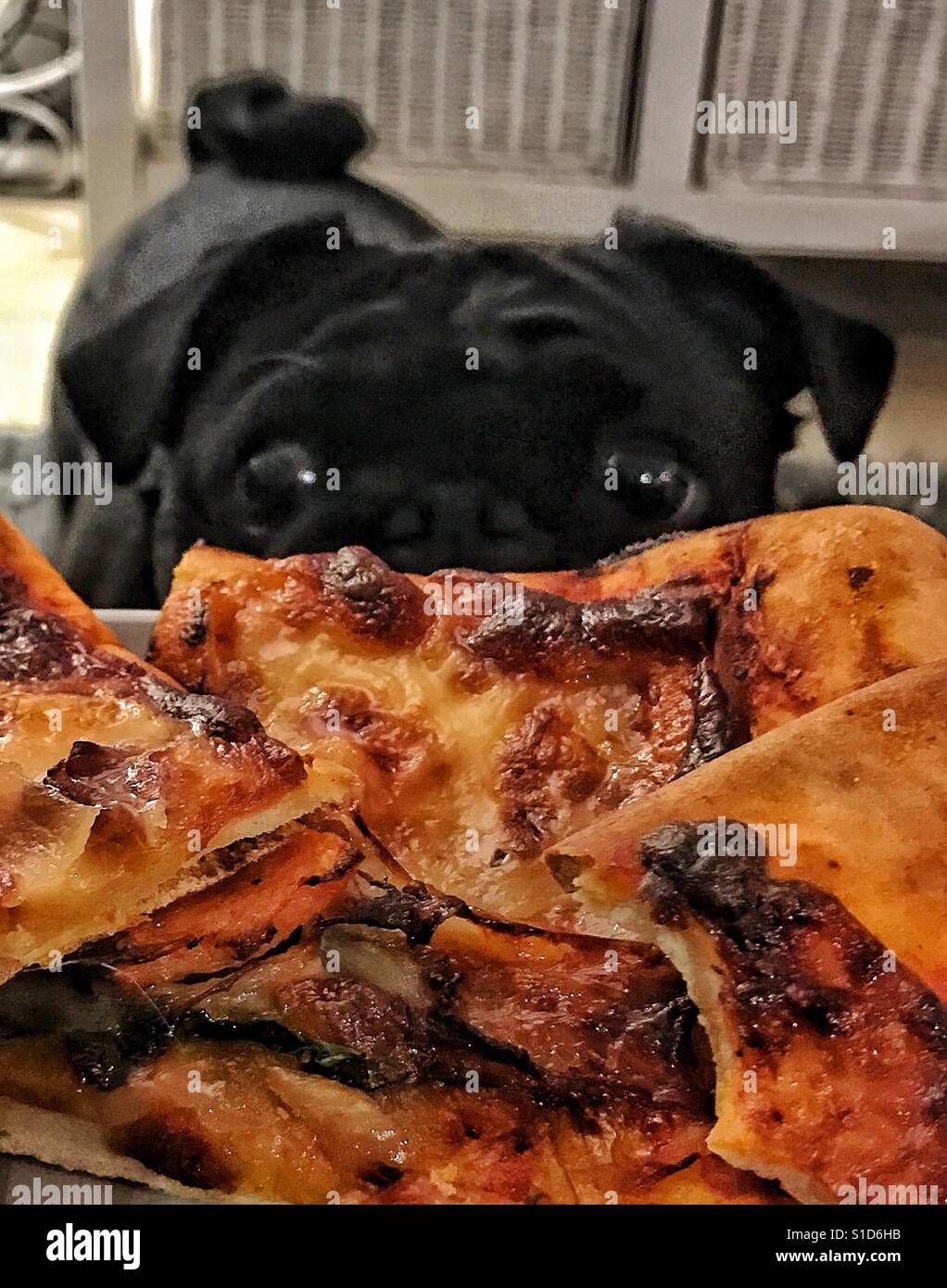 Hungry pug hi-res stock photography and images - Alamy