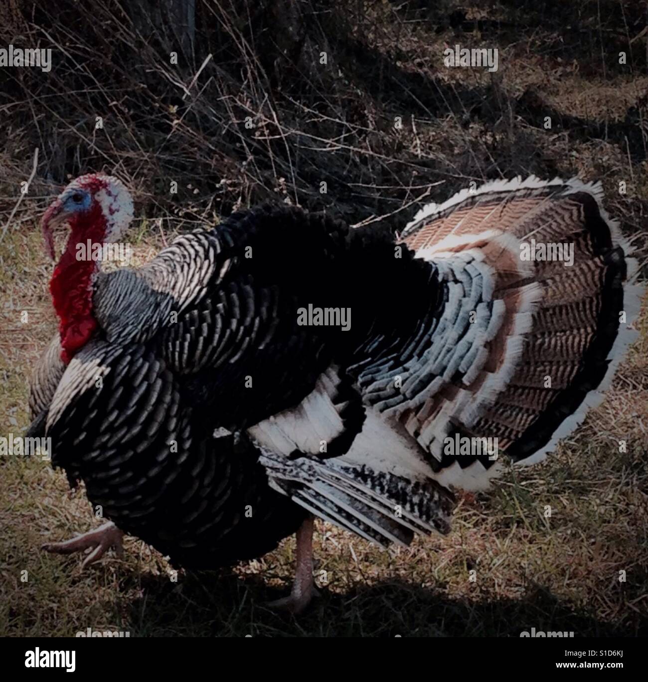 Full strut hi-res stock photography and images - Alamy