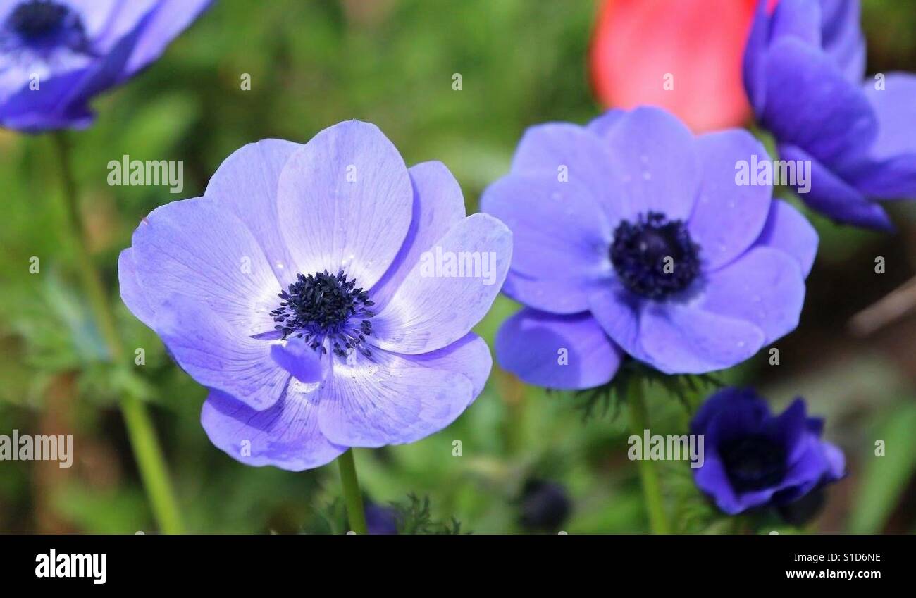 Purple Summer Flowers Stock Photo - Alamy