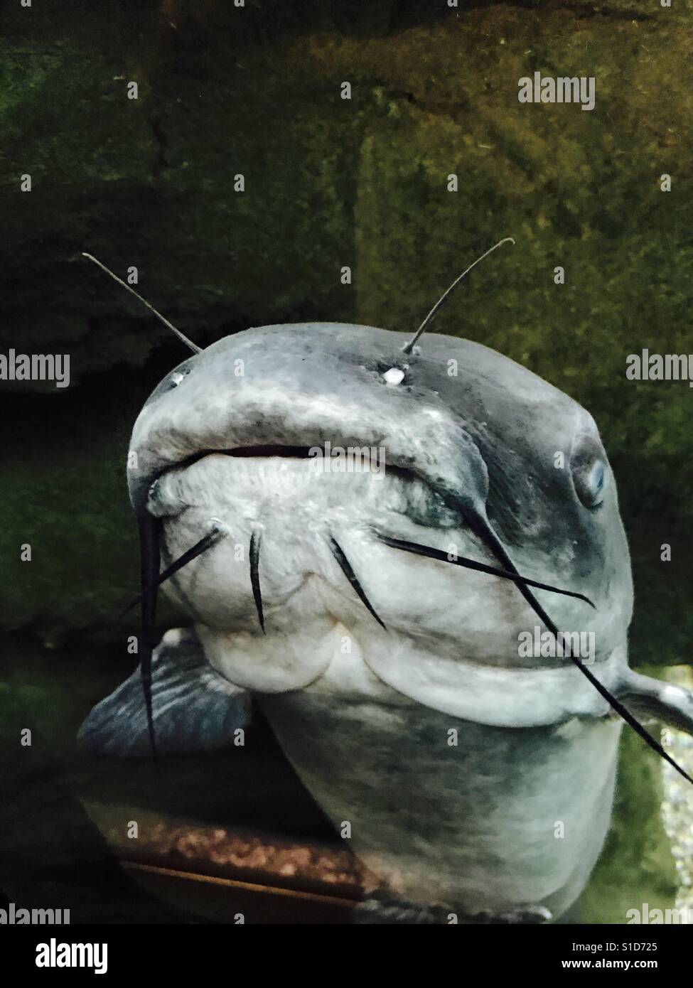 Catfish aquarium hi-res stock photography and images - Alamy