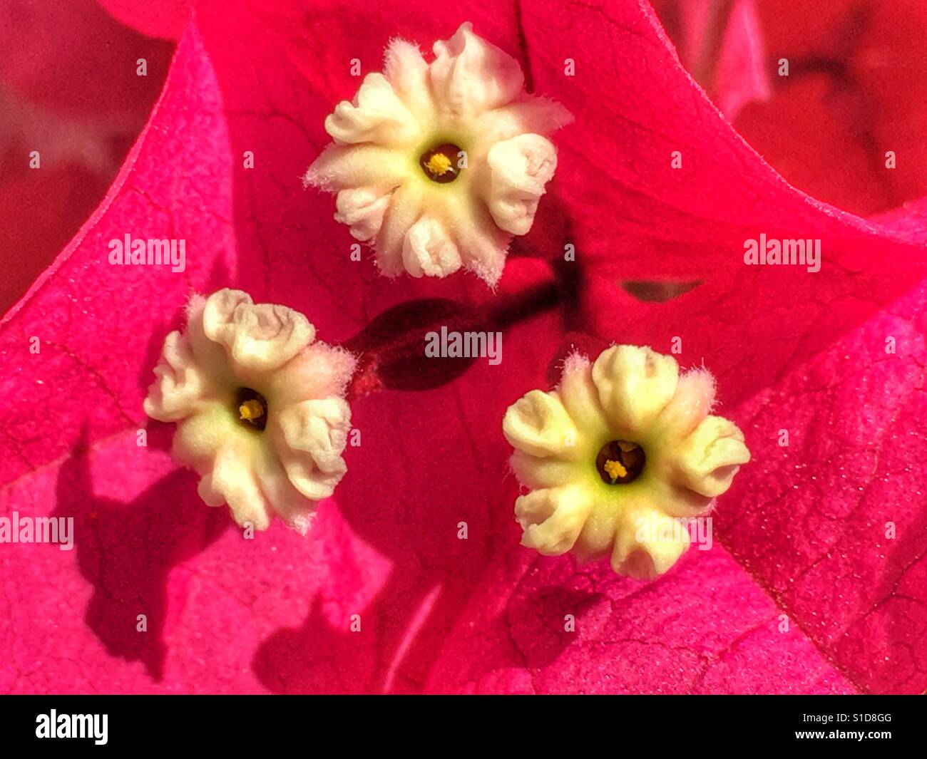 Bougainvillea, red bracts and white flowers Stock Photo - Alamy