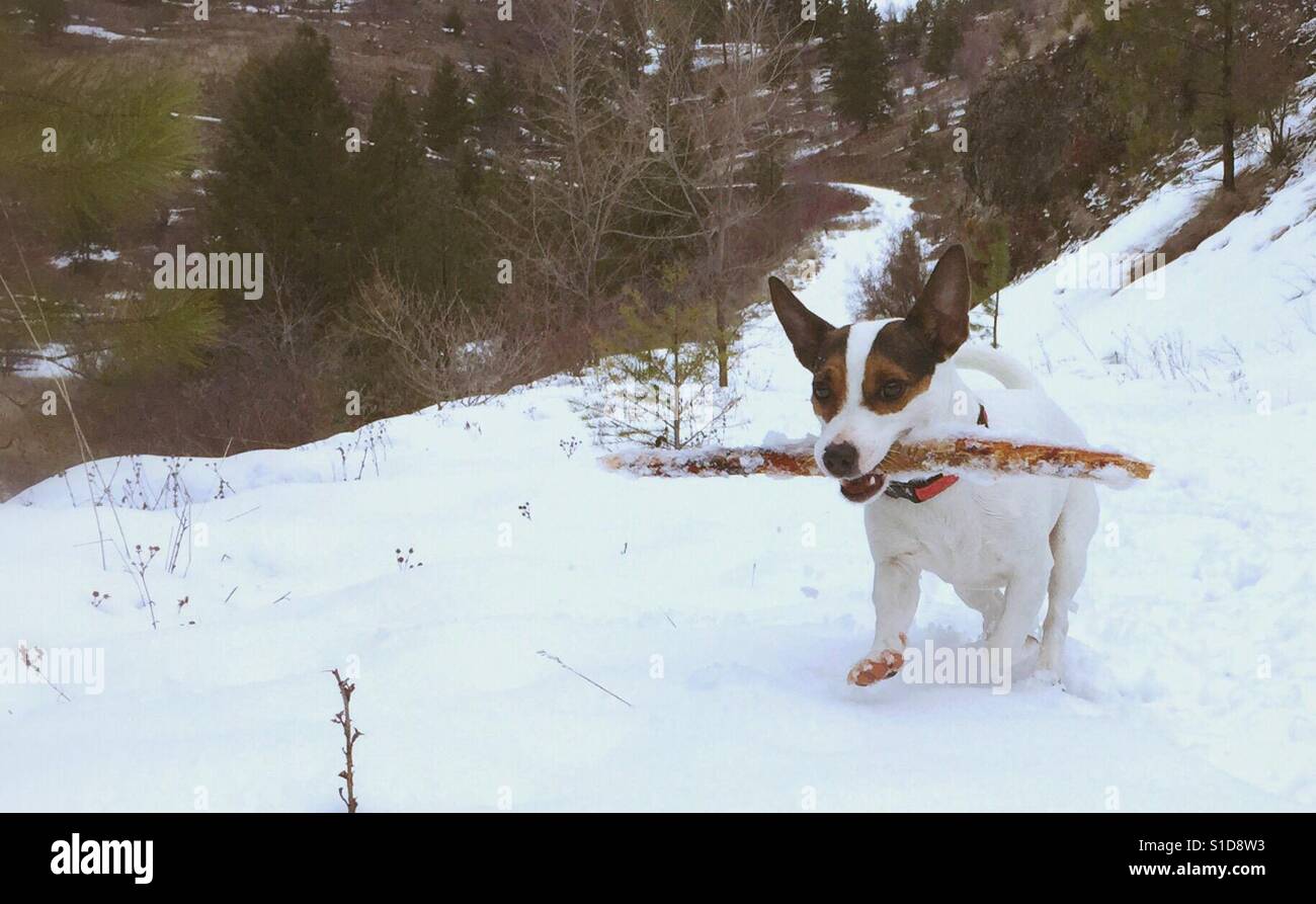 Dog fetching stick on a snowy trail Stock Photo - Alamy