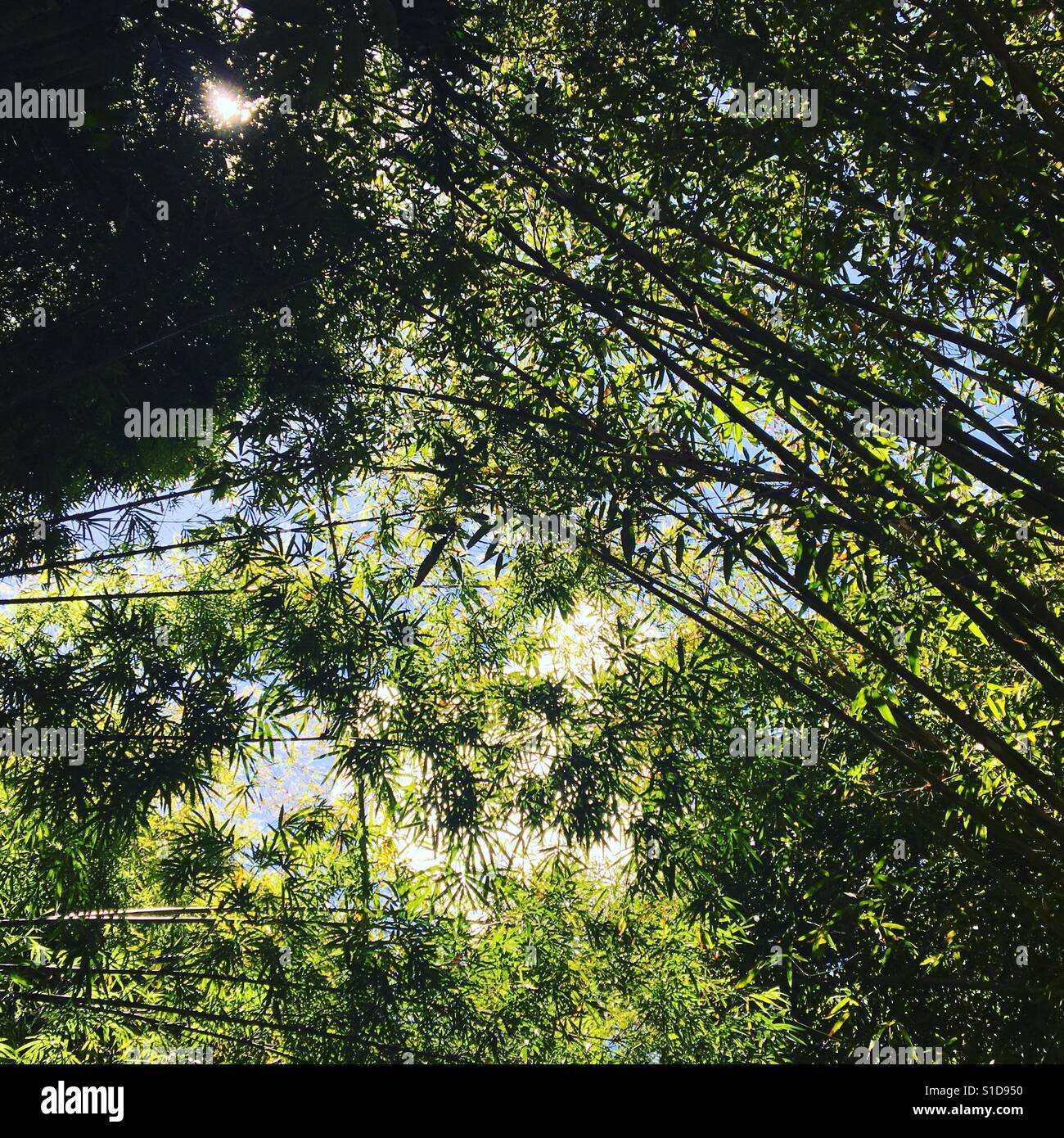 Garden skylight hi-res stock photography and images - Alamy