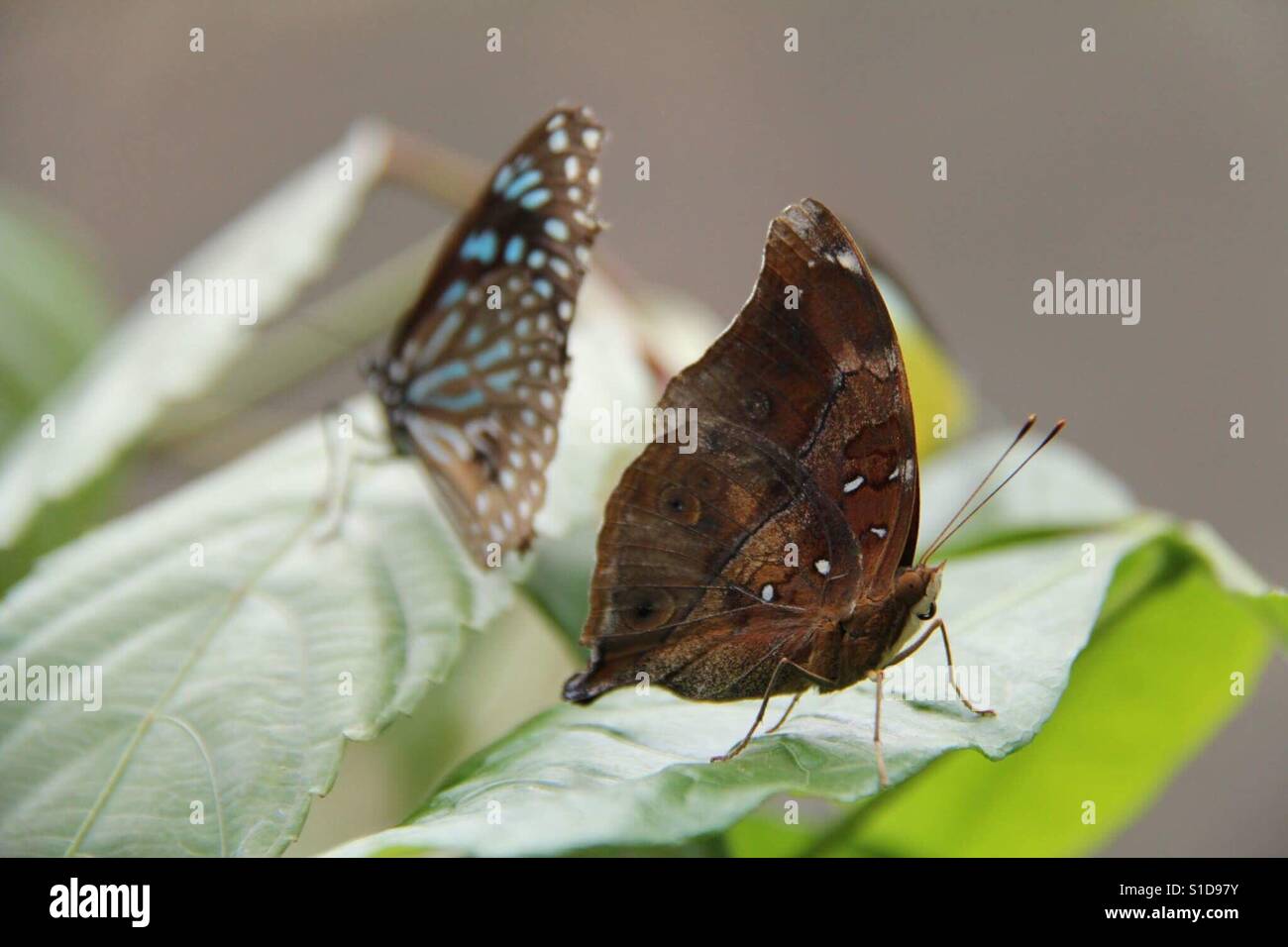 Four winged insects hi-res stock photography and images - Alamy