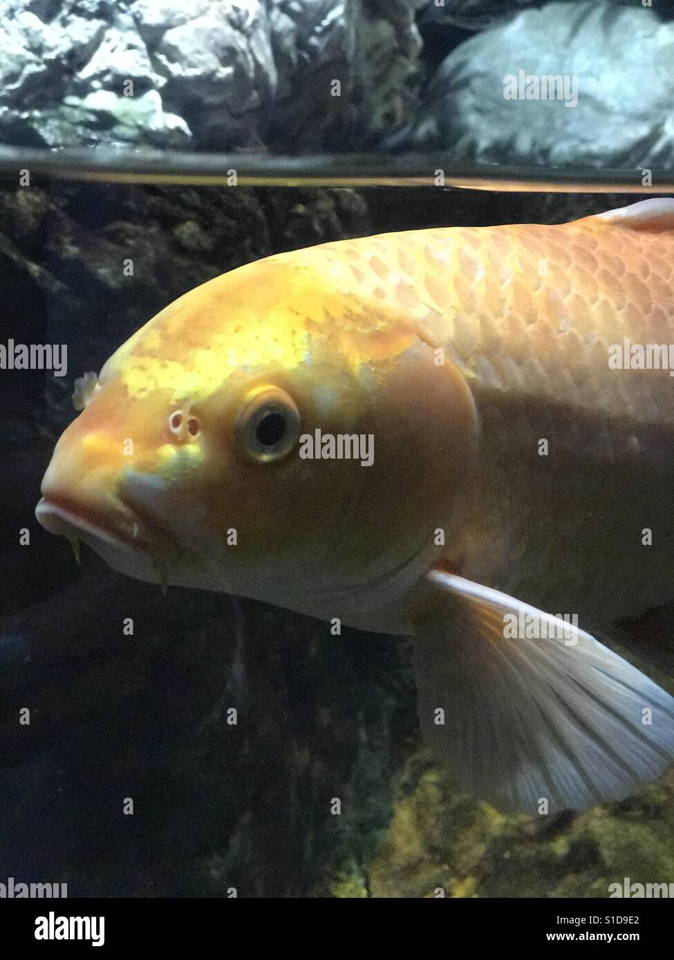 Coy Fish High Resolution Stock Photography and Images - Alamy