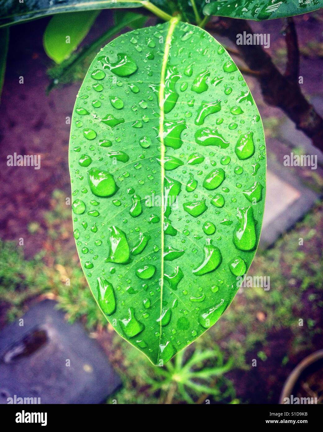Droplets rain hi-res stock photography and images - Alamy