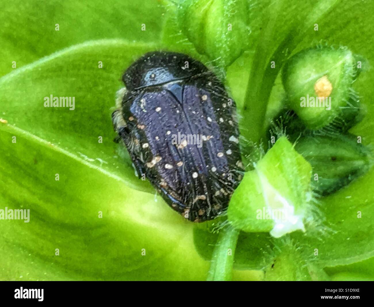 Beetle eating a small white flower Stock Photo - Alamy