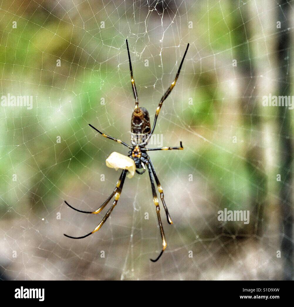 Australian spider hi-res stock photography and images - Alamy