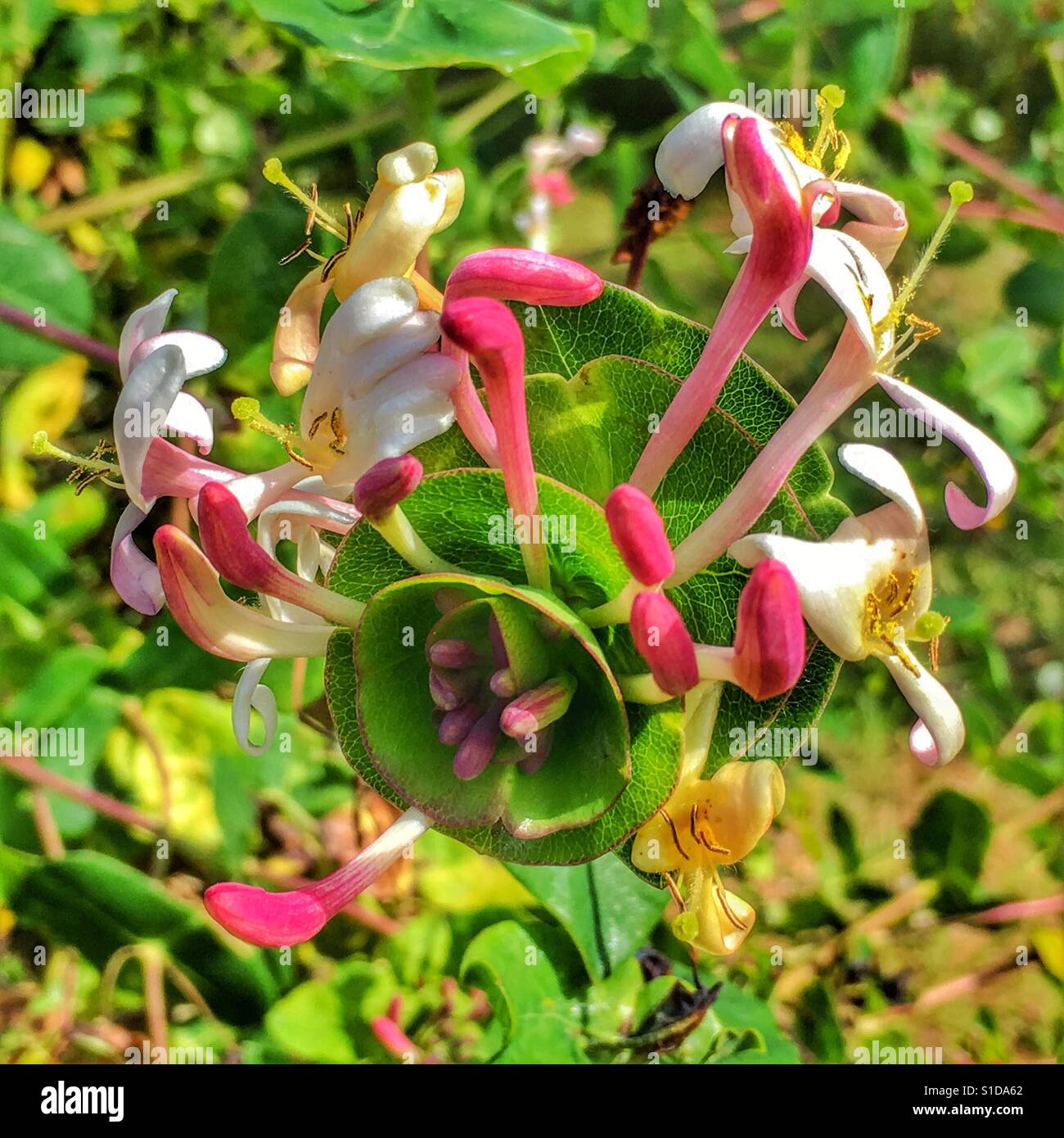 Wild honeysuckle in flower Stock Photo - Alamy