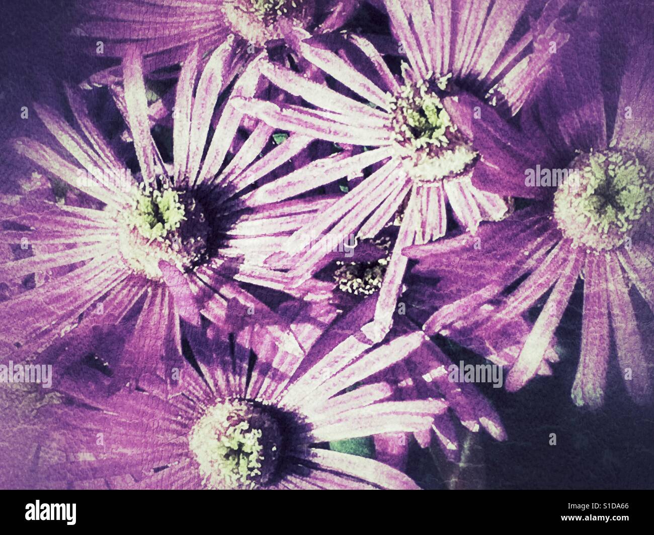 Purple Iceplant High Resolution Stock Photography and Images - Alamy