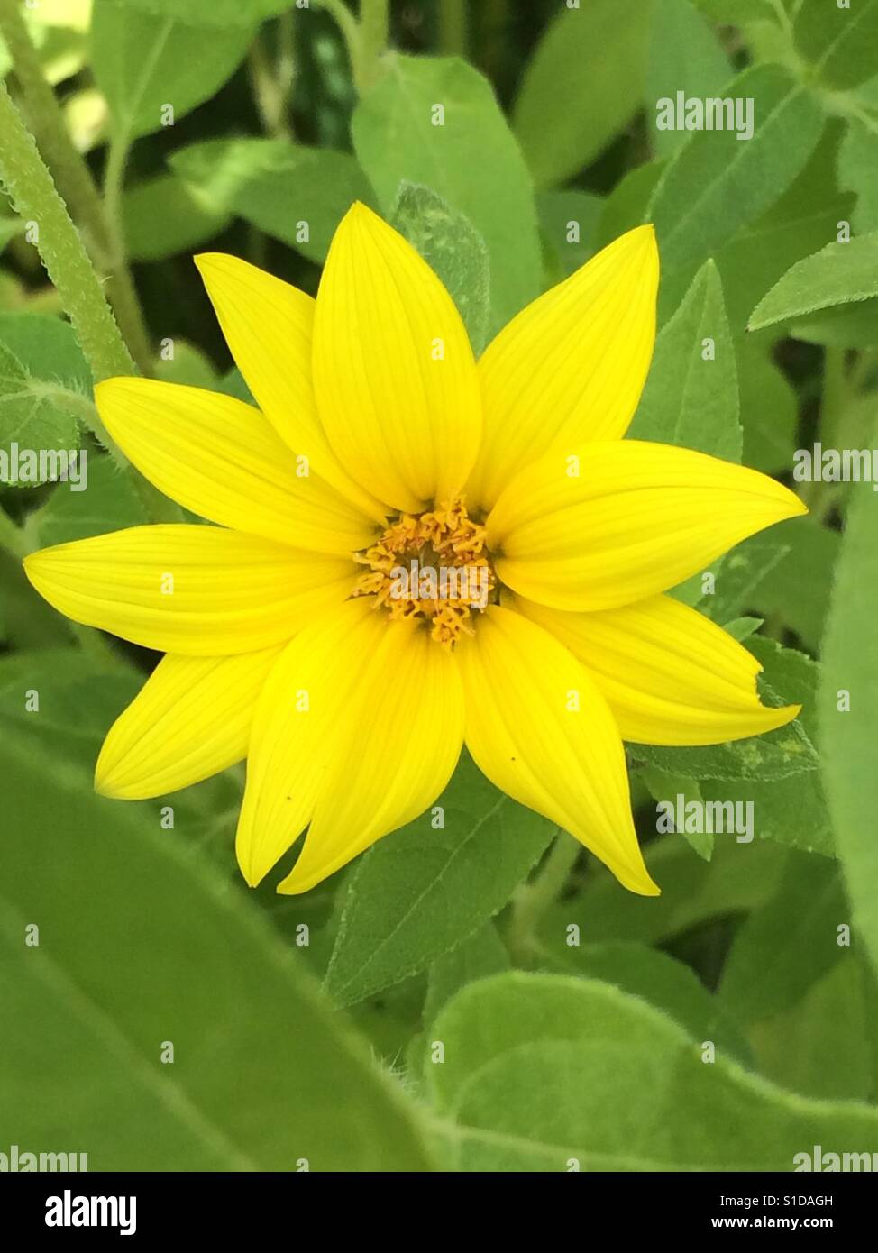 Beautiful sun flower hi-res stock photography and images - Alamy