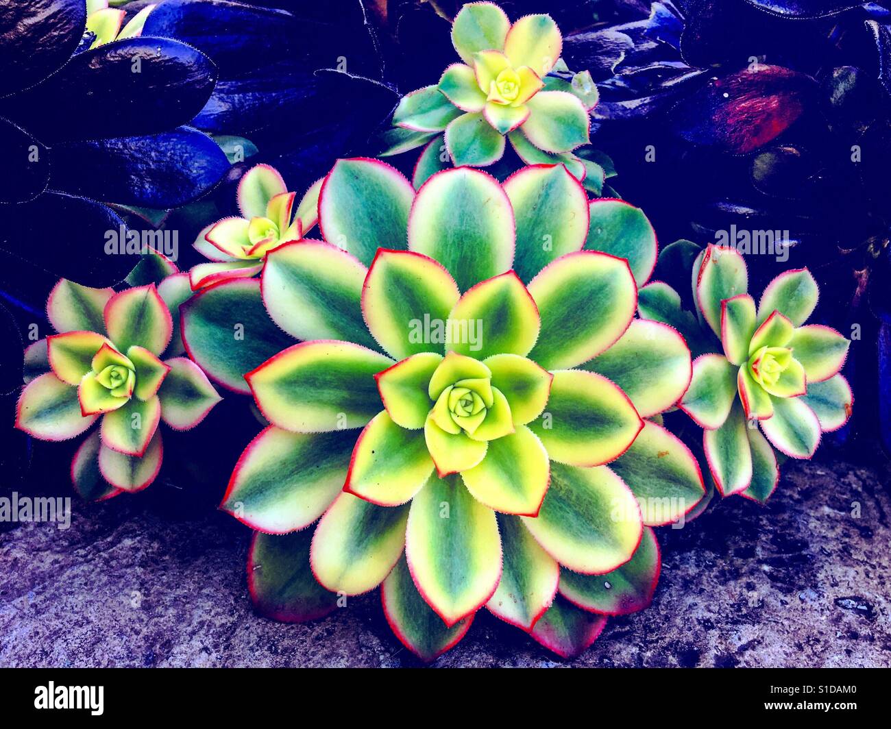 A group of succulent plants Stock Photo - Alamy