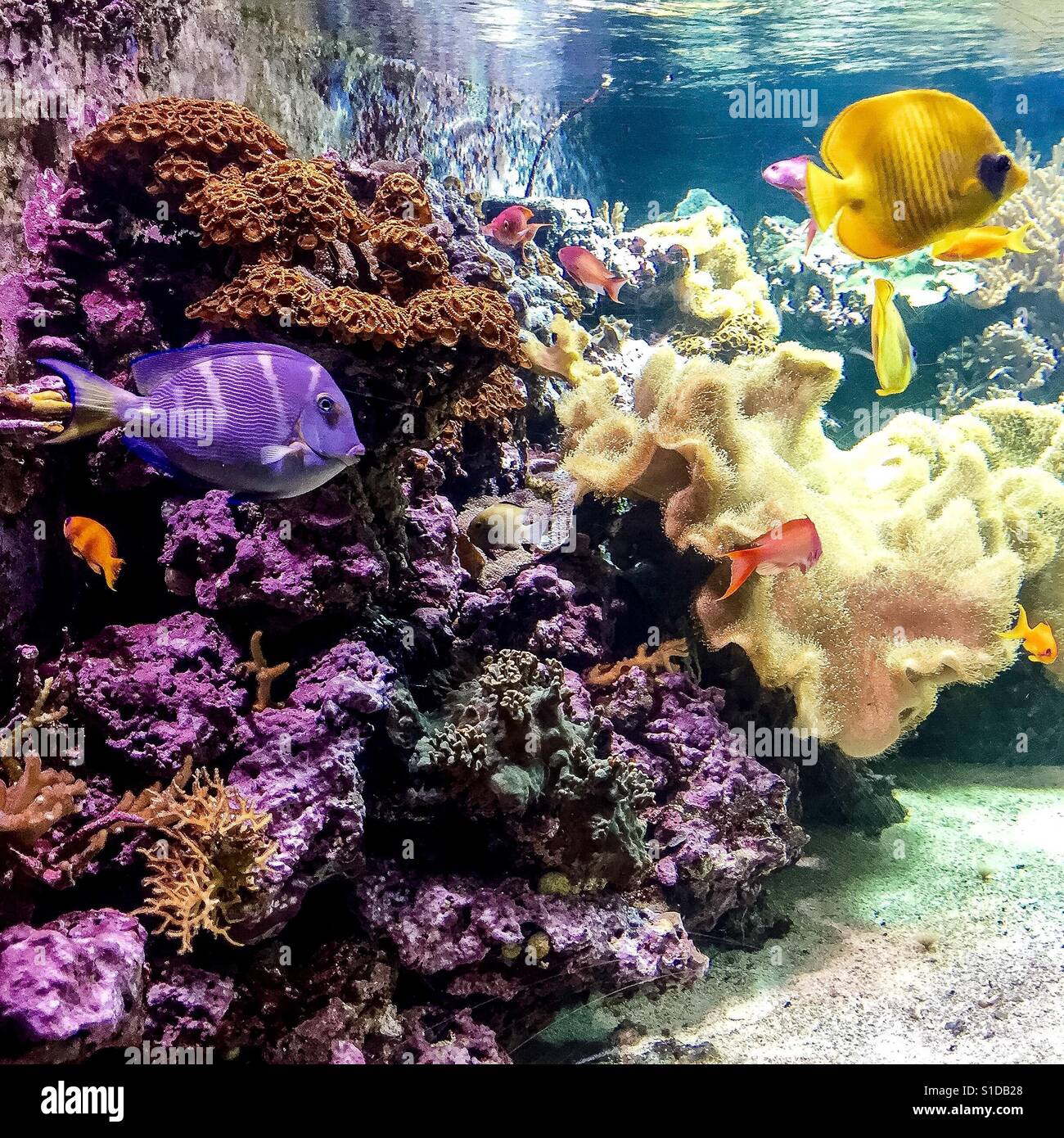Purple and yellow fish hi-res stock photography and images - Alamy