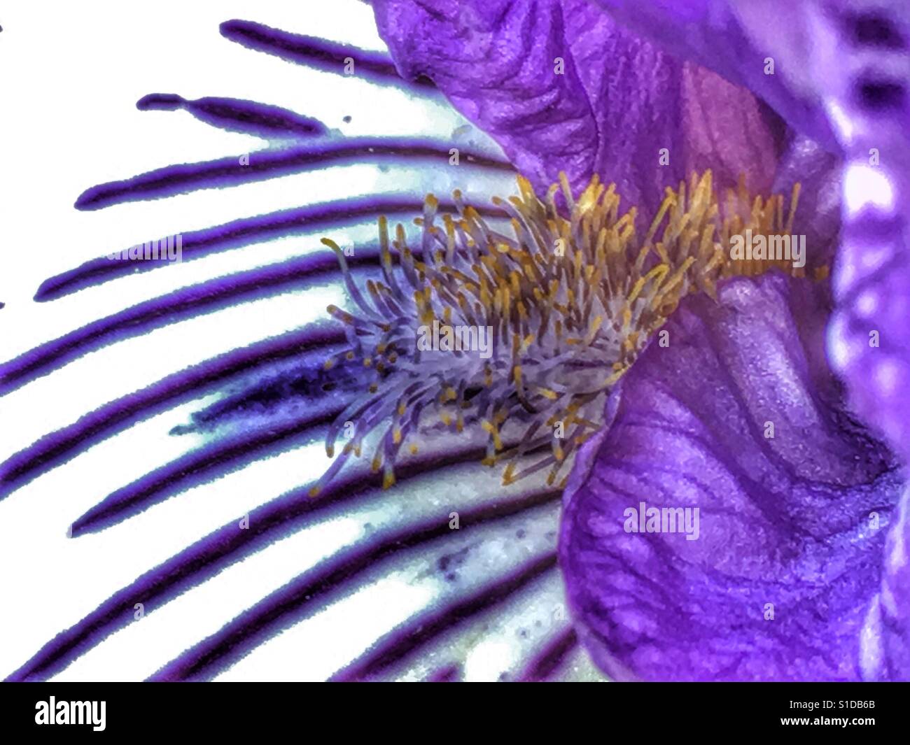 Iris beard colour flower hi-res stock photography and images - Alamy