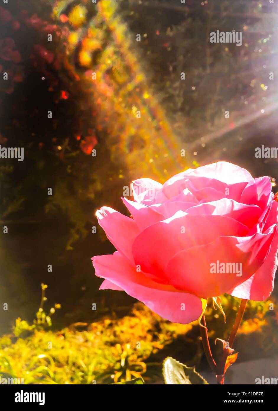 Glory of sunlight hi-res stock photography and images - Alamy