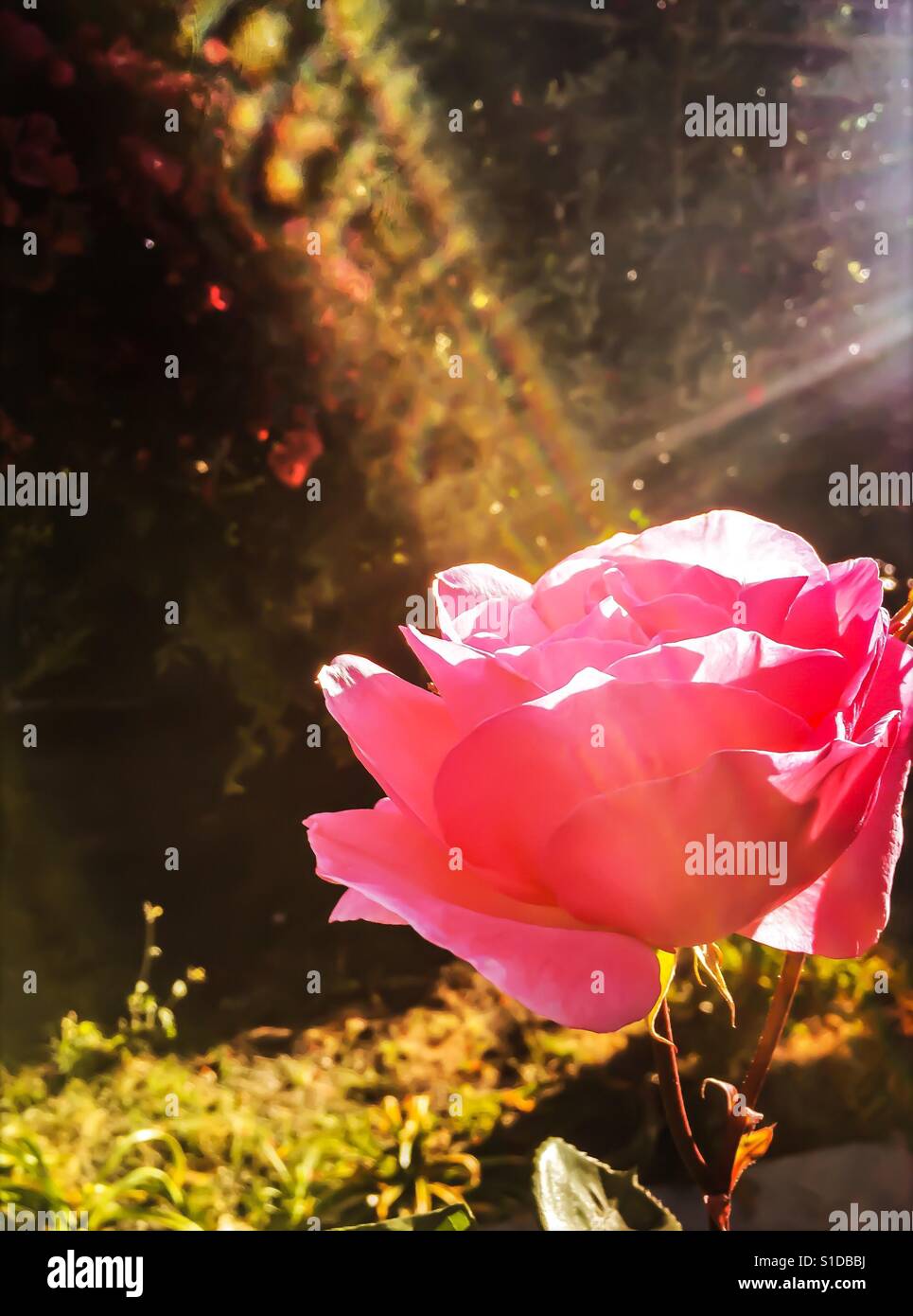 God rose hi-res stock photography and images - Alamy