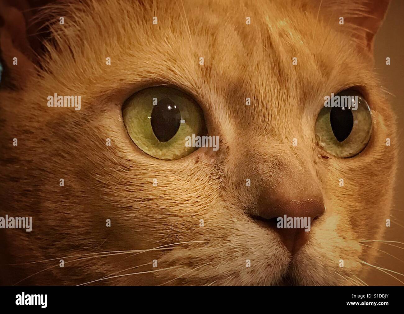 Ginger cat staring hi-res stock photography and images - Alamy