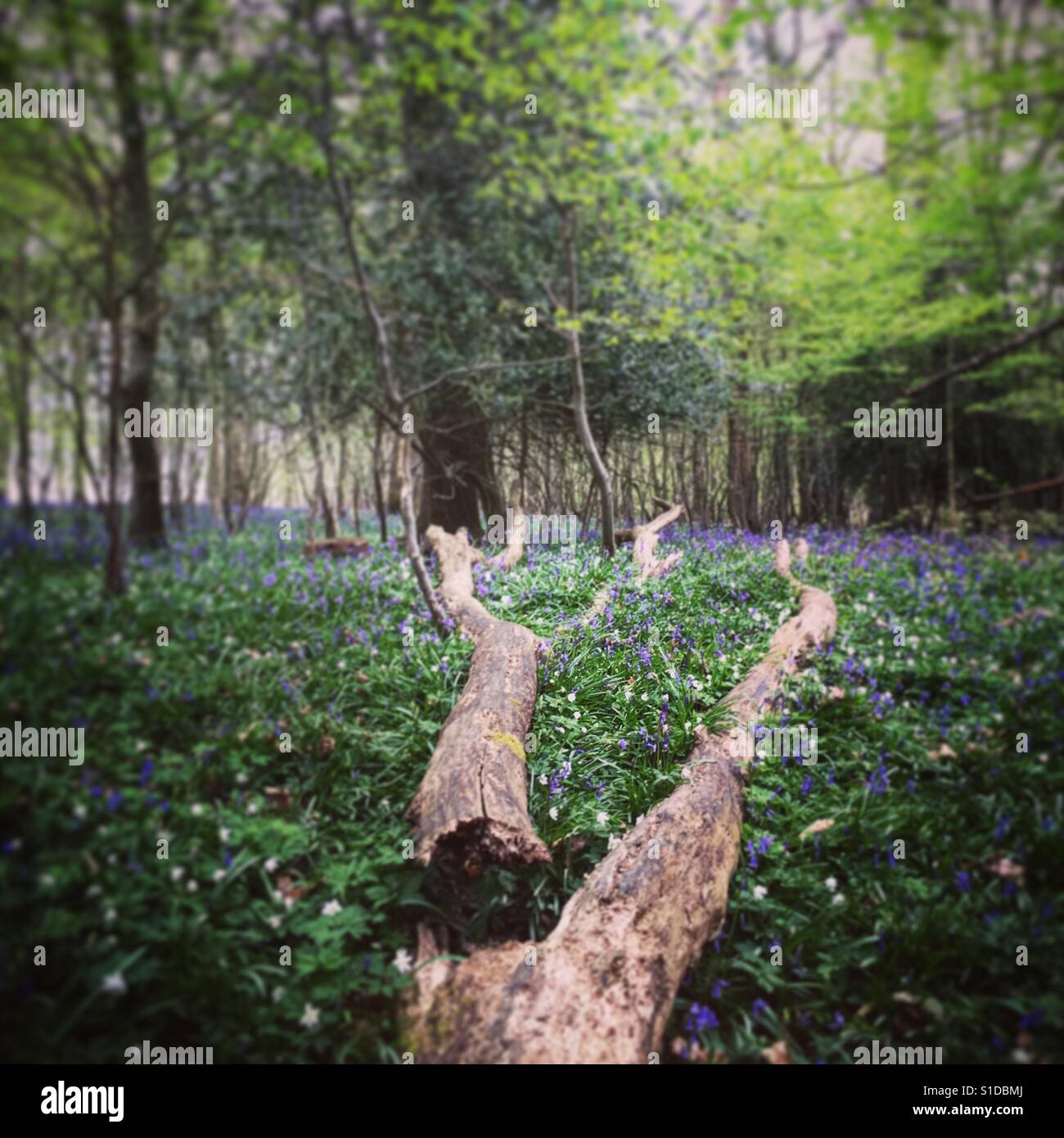 Fallen log hi-res stock photography and images - Alamy