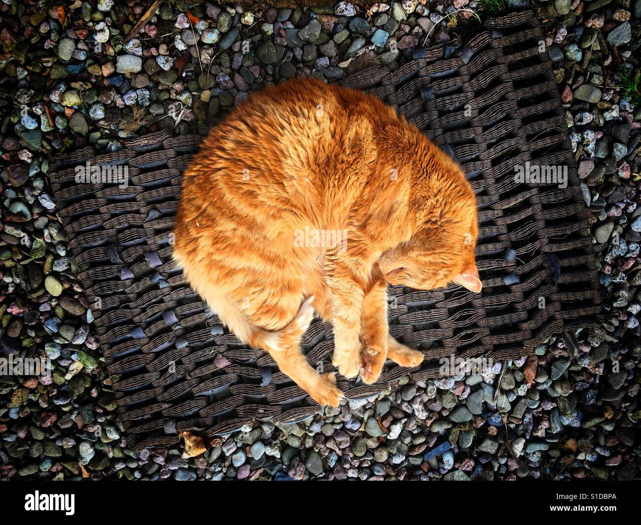 Ginger cat curled up and sleeping on a door mat Stock Photo - Alamy