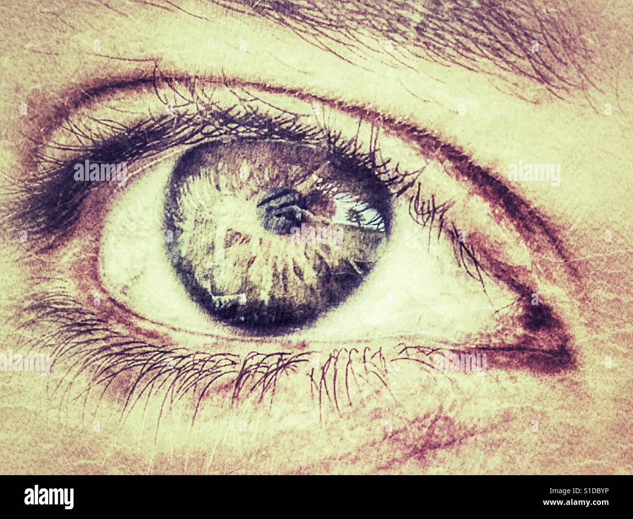 Human eyelid hi-res stock photography and images - Alamy