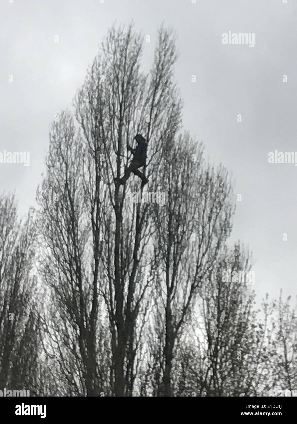 100 ft tree hi-res stock photography and images - Alamy