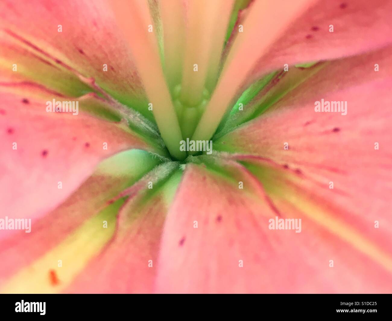 Blushed hi-res stock photography and images - Alamy