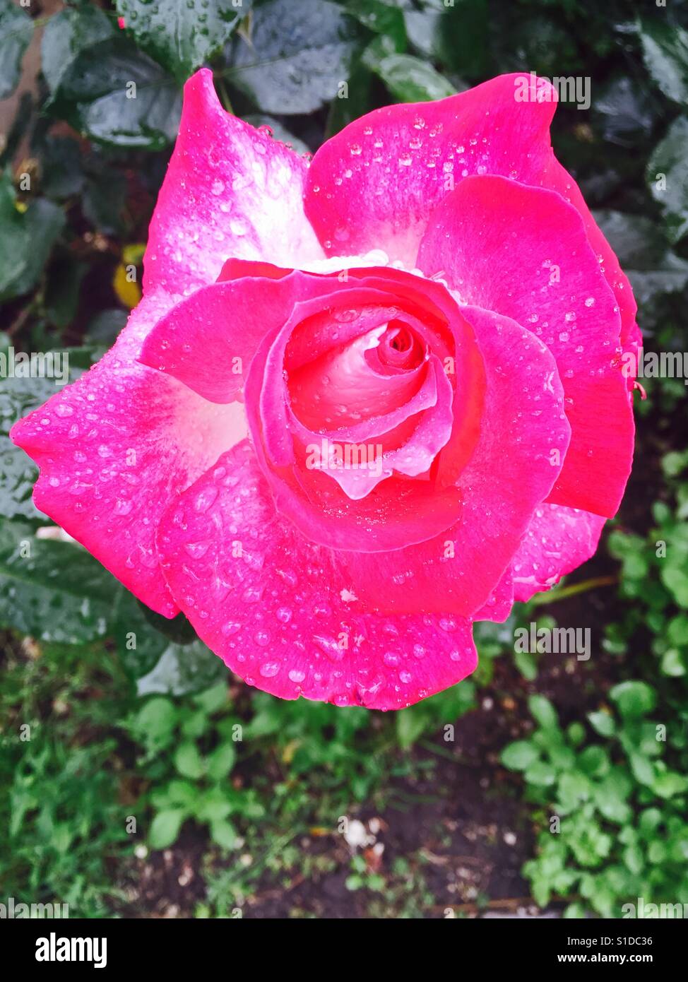 A pink Rose after rain Stock Photo - Alamy