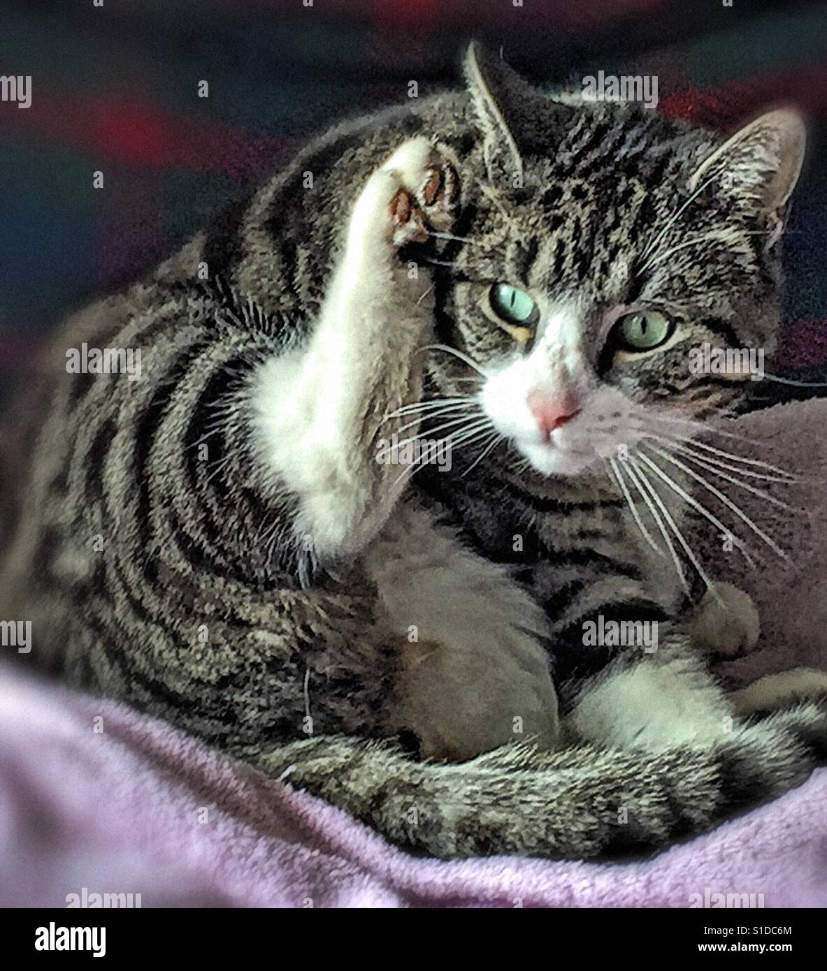 Cat, very busy...! Stock Photo - Alamy