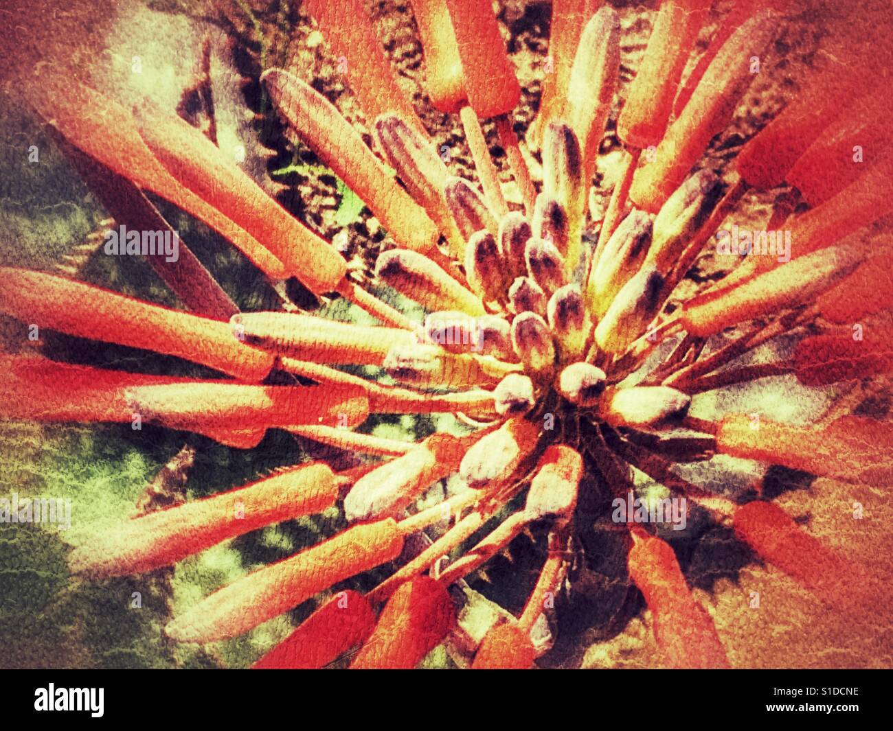 Blooms red blooms blooms and cacti cacti and flowers hi-res stock ...