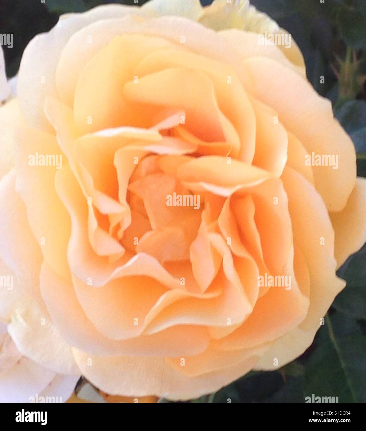 Apricot rose hi-res stock photography and images - Alamy