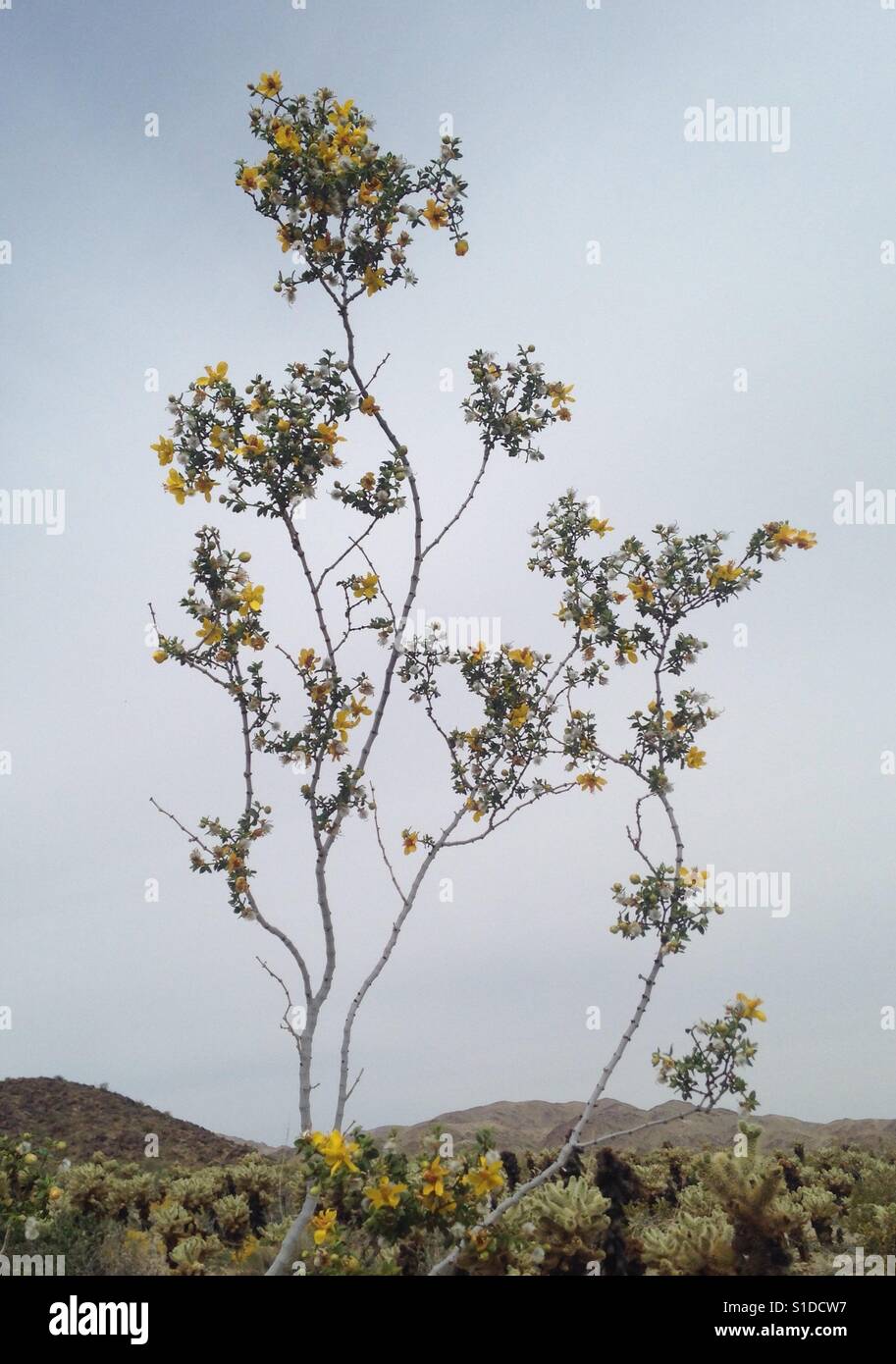 Joshua Tree Creosote Blossoms Stock Photo - Alamy