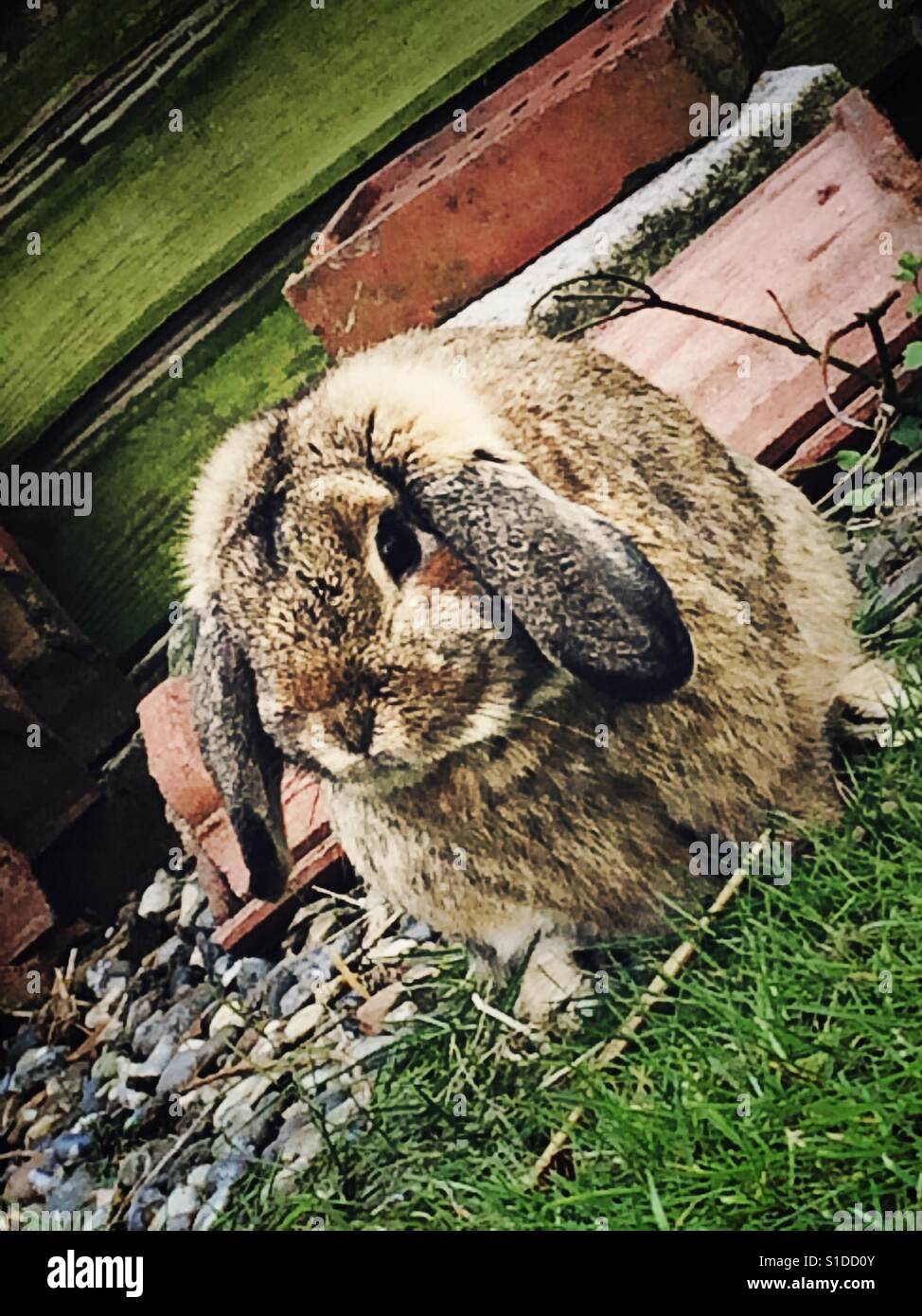 Garden pet rabbit hi-res stock photography and images - Alamy