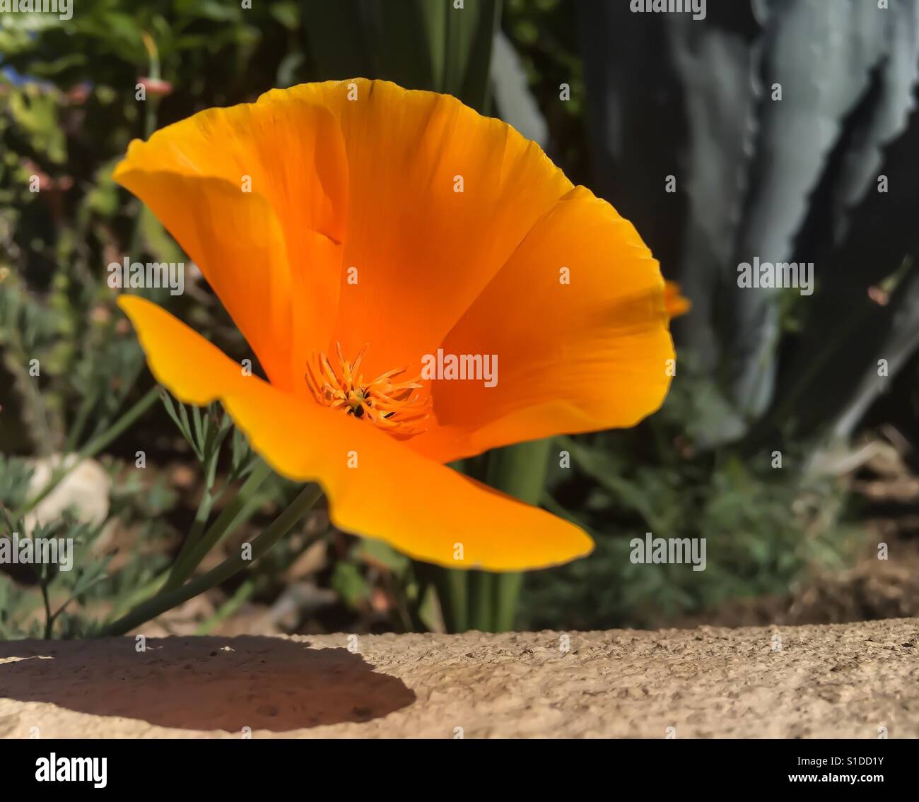 California poppy hi-res stock photography and images - Alamy