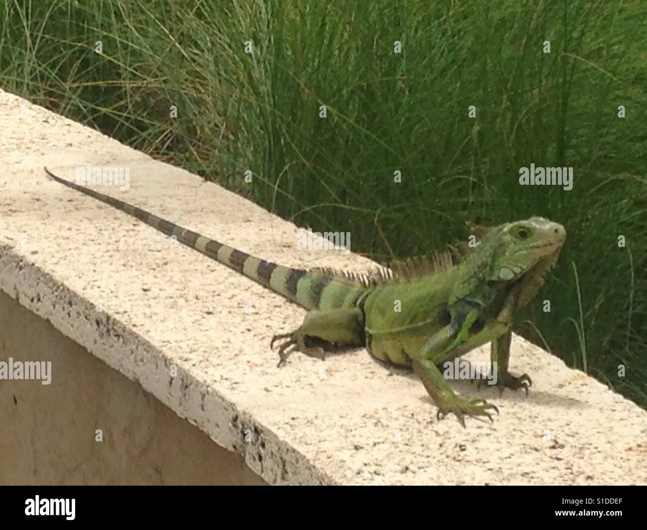 Wildlife of puerto rico hi-res stock photography and images - Alamy