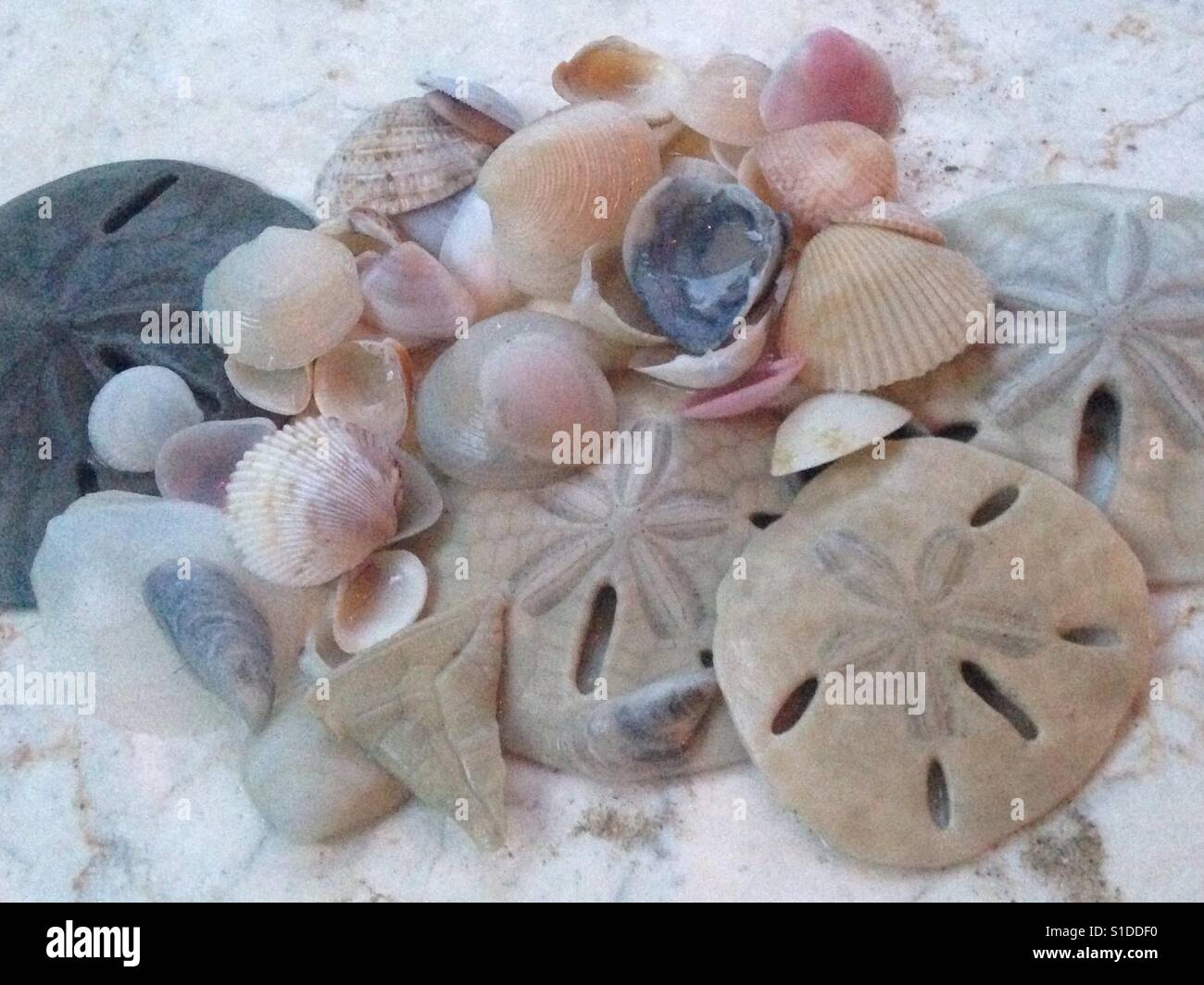 Puerto Rican Seashells Stock Photo - Alamy