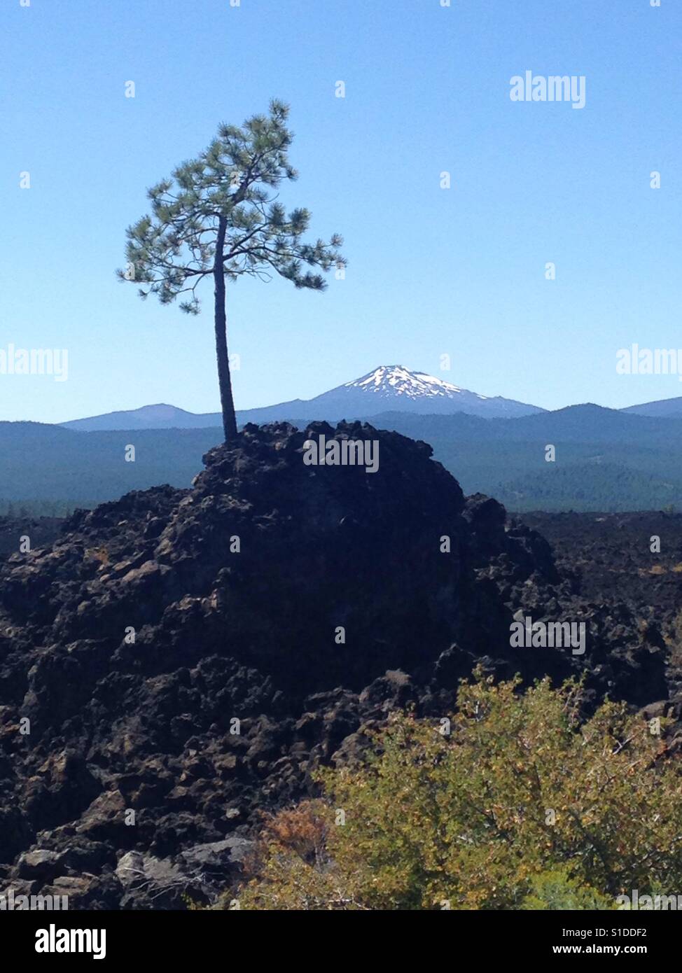 Oregon pine hi-res stock photography and images - Alamy