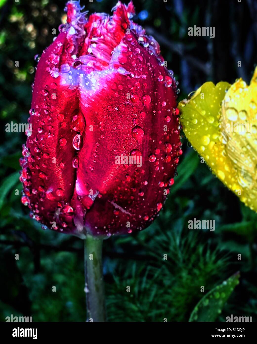 Water on a tulip Stock Photo - Alamy