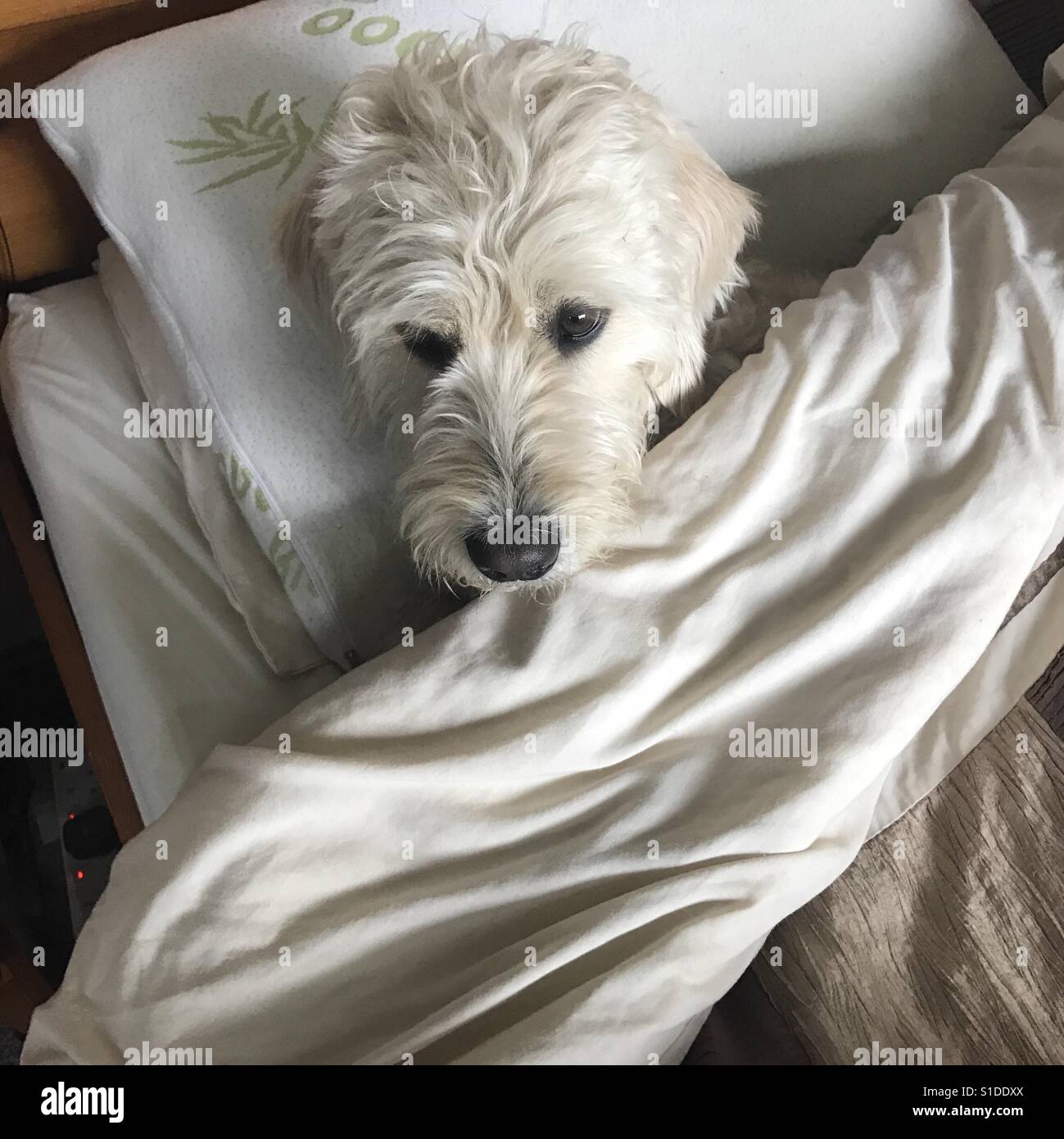 Labradoodle bed hi-res stock photography and images - Alamy