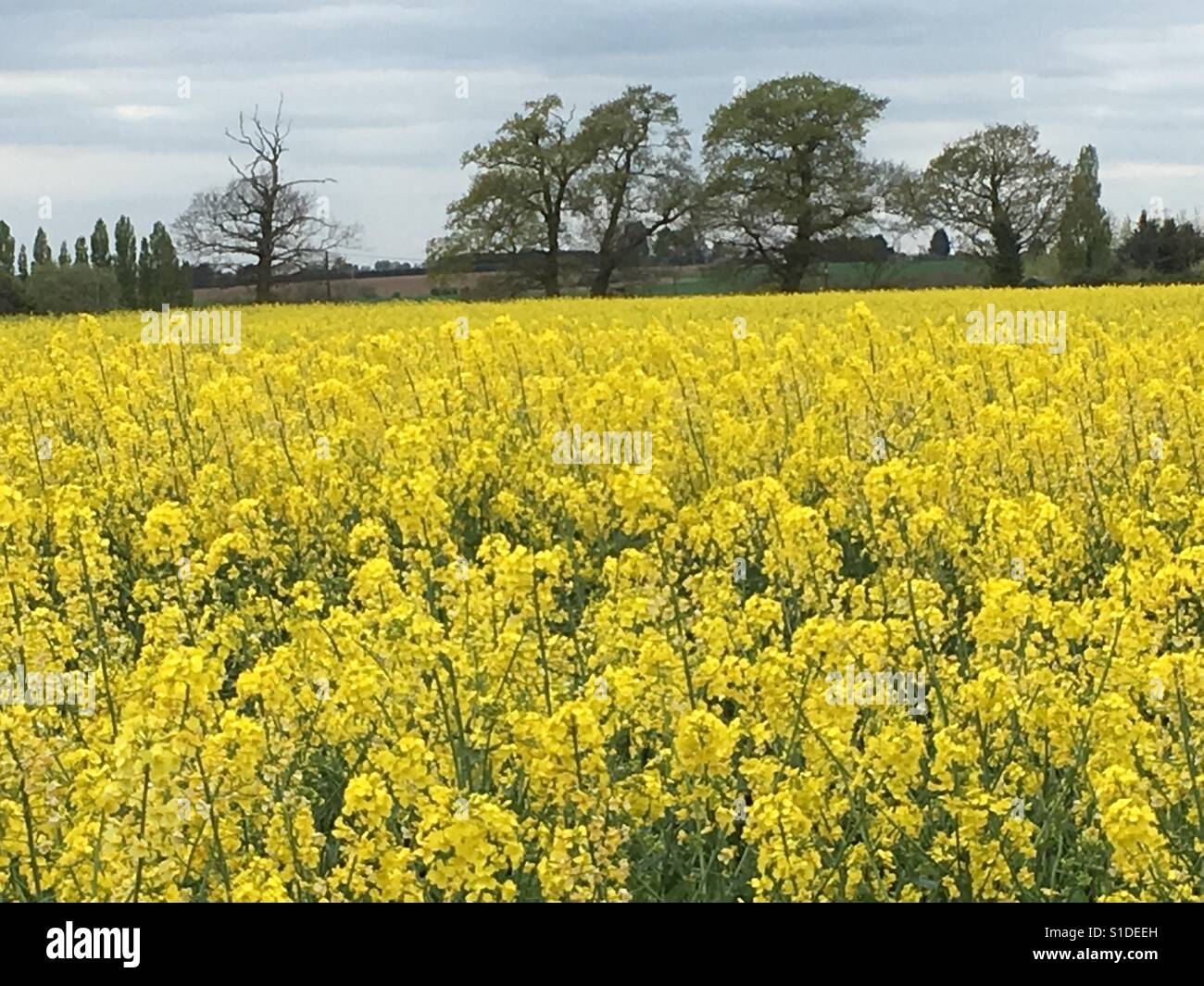 Rapeseed field Stock Photo: 310698041 - Alamy