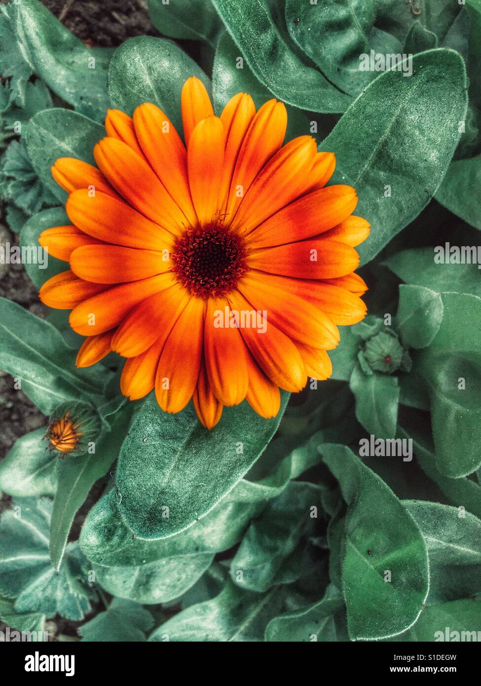 Large single spring orange flower Stock Photo - Alamy