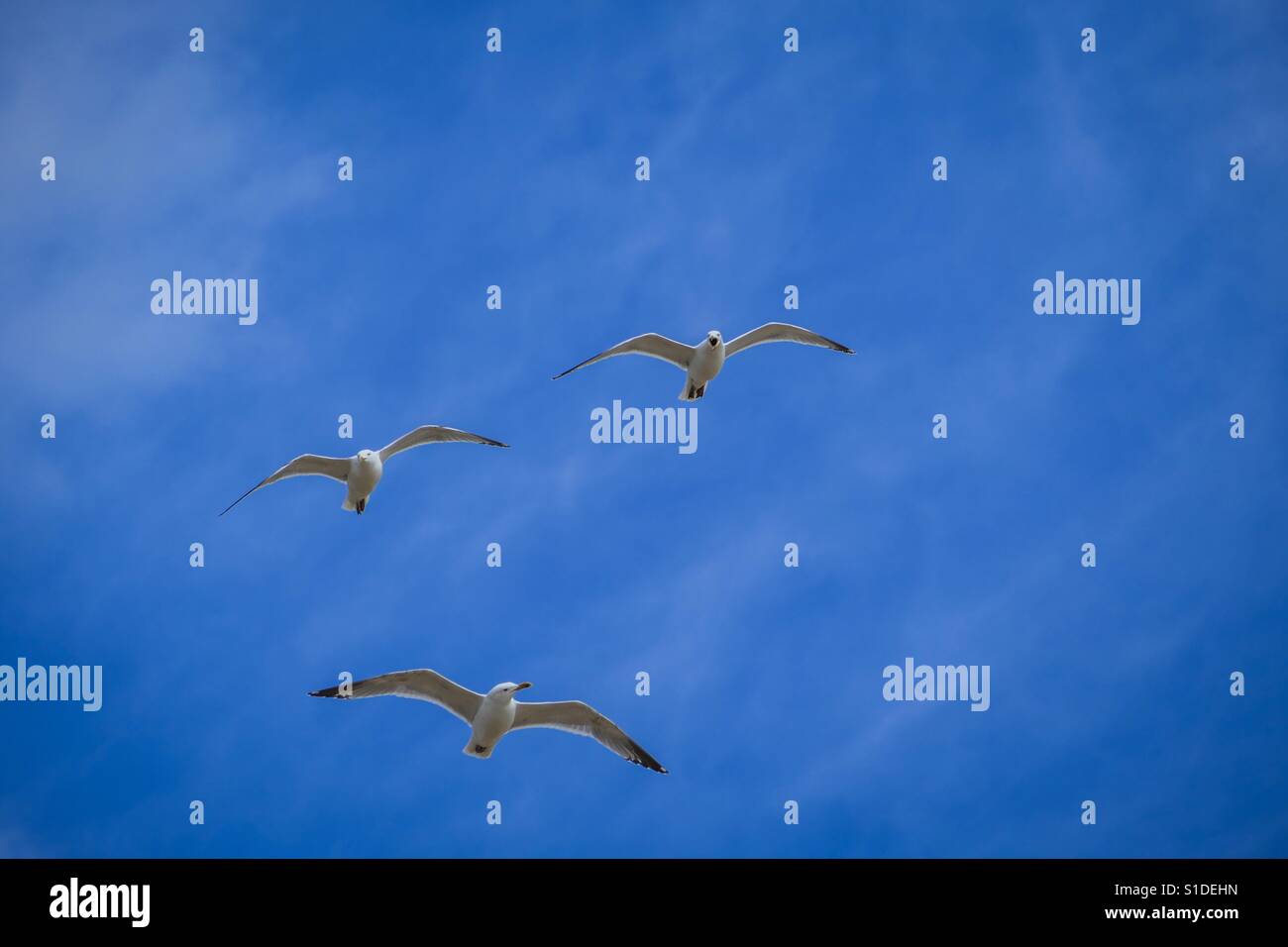 Flying deep hi-res stock photography and images - Alamy