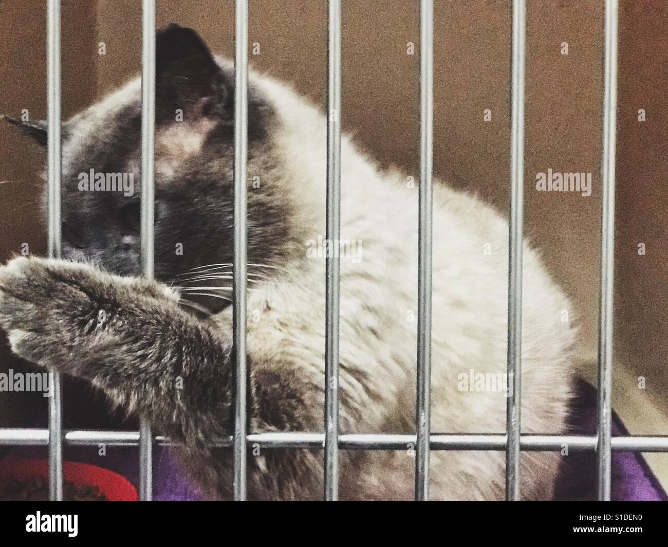 Cat behind the bars Stock Photo - Alamy