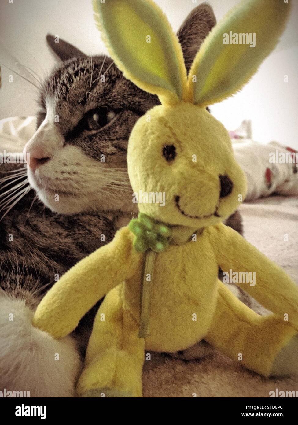 cat and bunny...! Stock Photo - Alamy