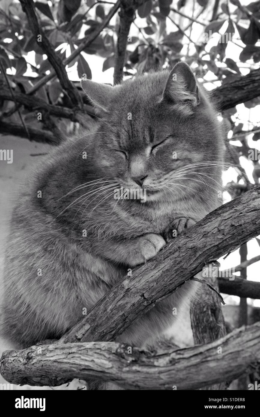 A cat sleeping in a tree Stock Photo - Alamy
