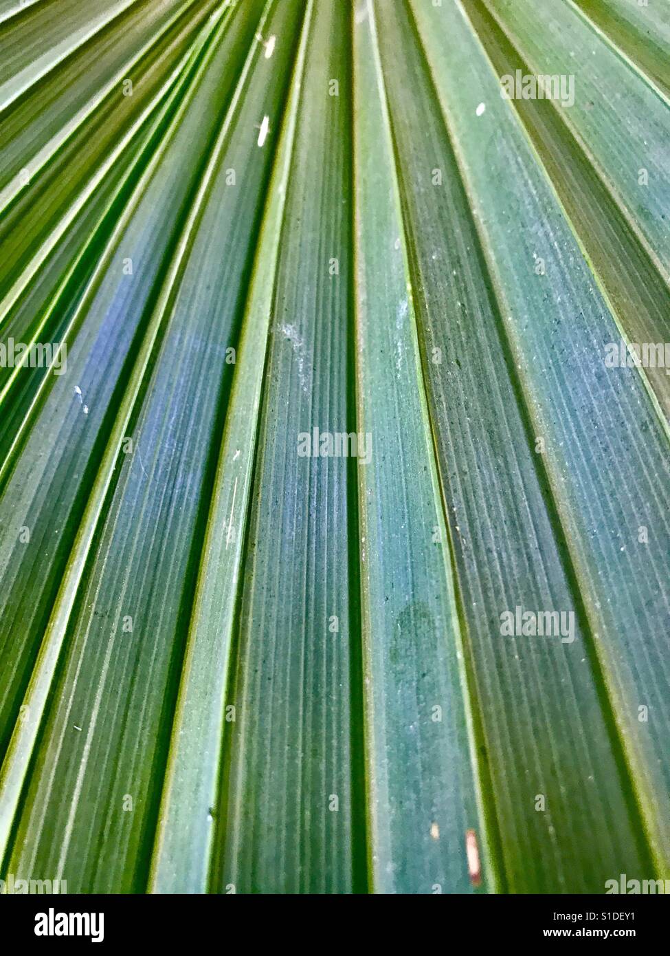 Palm leaf abstract Stock Photo - Alamy