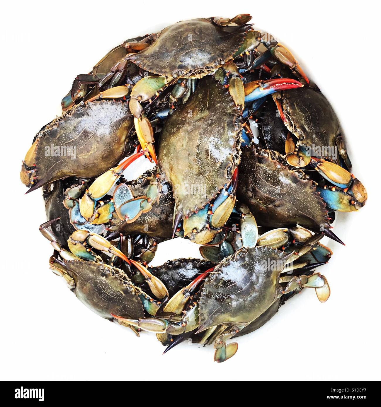 Crabby High Resolution Stock Photography and Images - Alamy