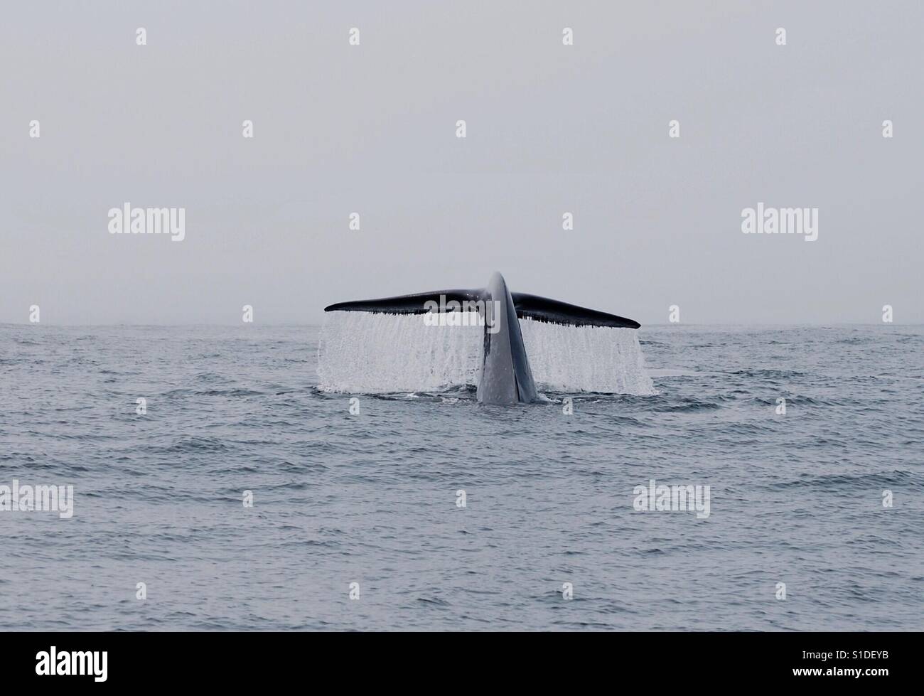 A tale of the pacific ocean hi-res stock photography and images - Alamy