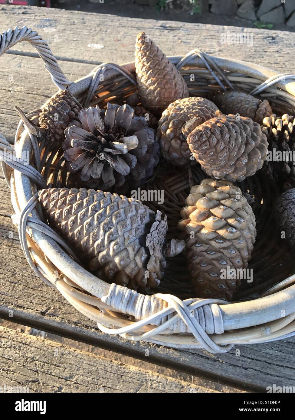 A basket of pinecones Stock Photo - Alamy