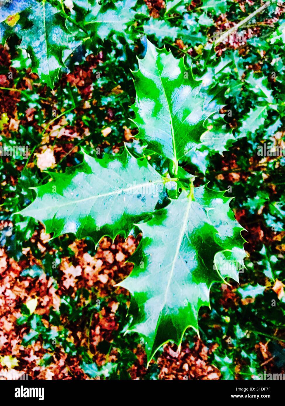 Plant holly hi-res stock photography and images - Alamy